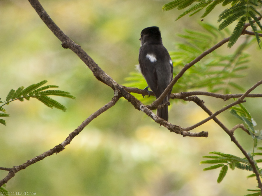 Rose-throated Becard and Brown Violetear, a report by Jack Doyle