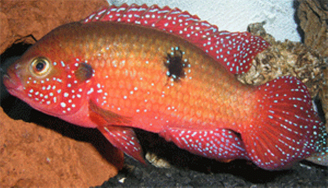 Cichlid