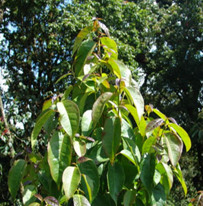 Rasamala - Altingia excelsa, Noronha