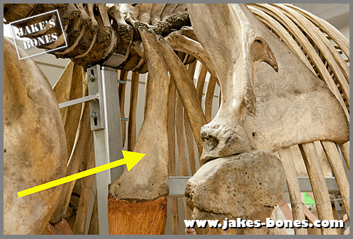 Looking closely at an Indian elephant skeleton : Jake's Bones