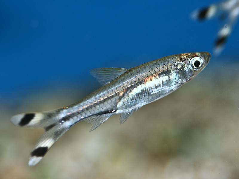 Aquarium Fish: Scissortail Rasbora