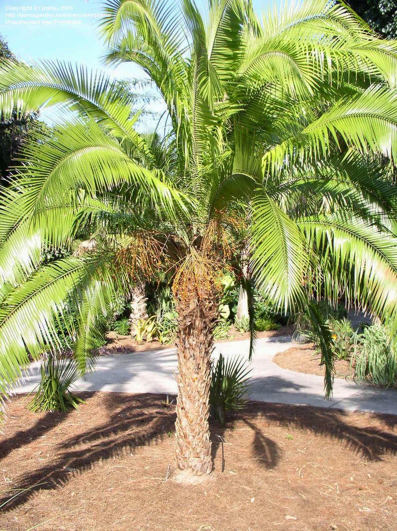 Flora de Puerto Rico Ilustrada Papo Vives: ARECACEAE PHOENIX ESPECIES ...