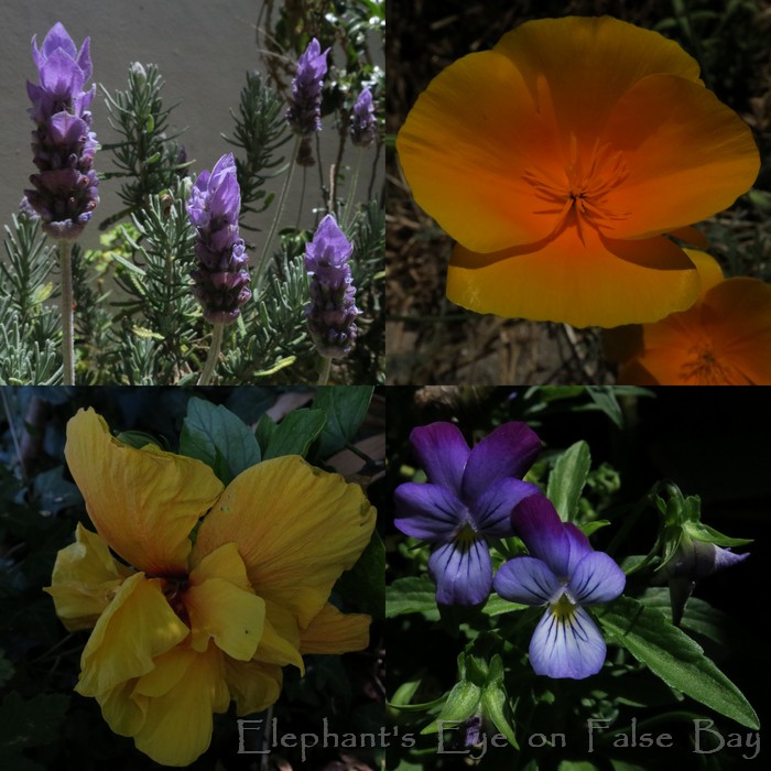 False Bay garden and water in January