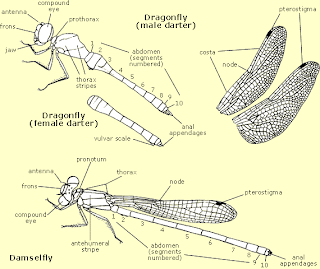 Respective Honor to www.irdg.org.uk for The Anatomy Picture of Dragon Fly
