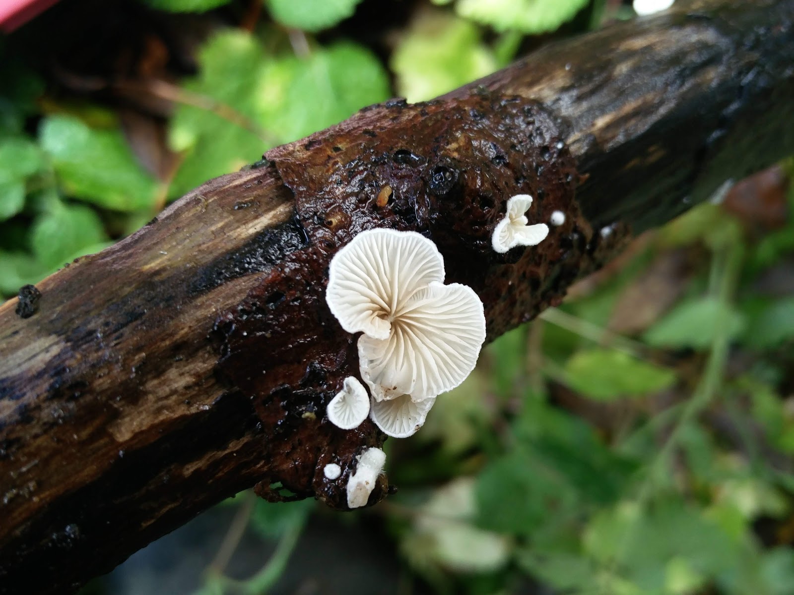 Misidentifying Fungi: November 2018