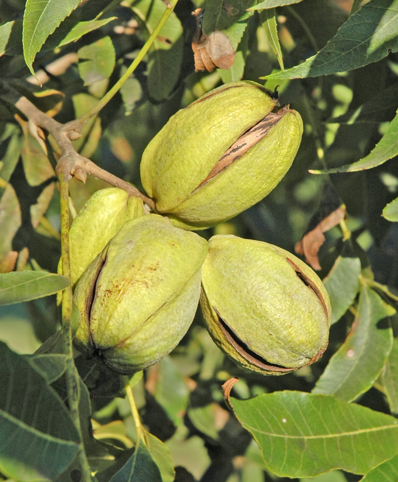 Northern Pecans: Evaluating pecan cultivars in SE Missouri.