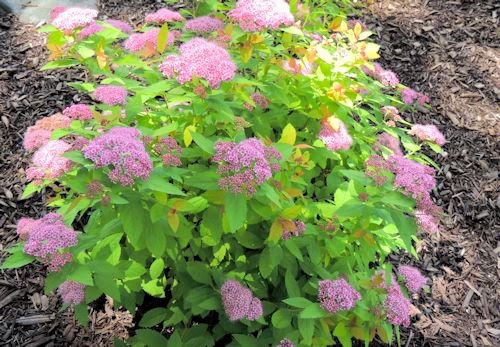 A GUIDE TO NORTHEASTERN GARDENING: Feature Shrub: Spirea Double Play ...