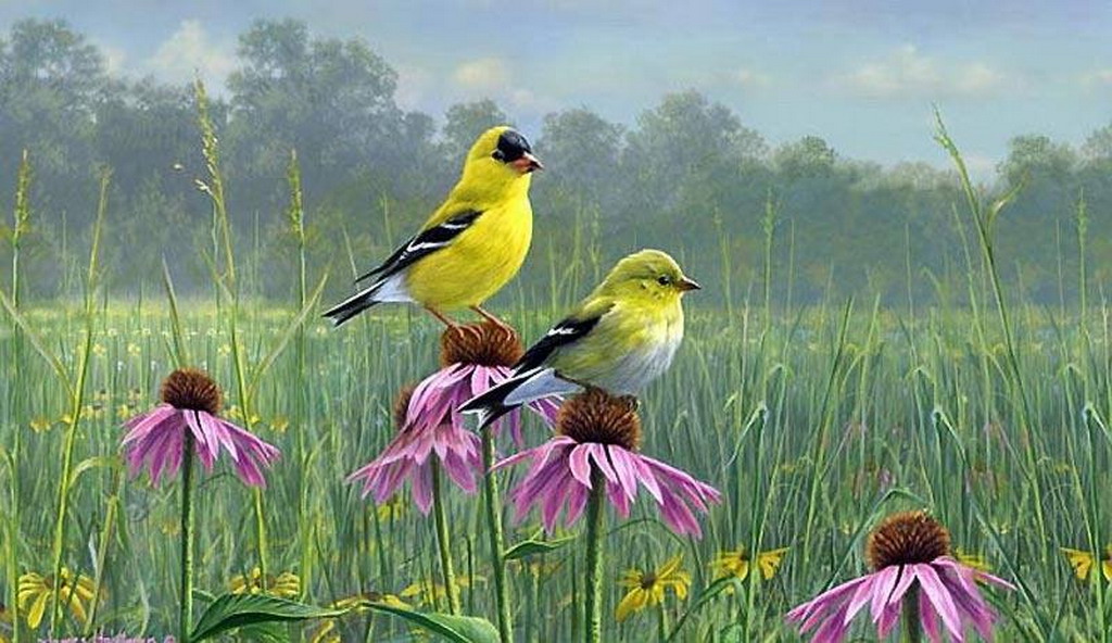 El arte es su máxima expresión : Coloridos Pájaros y Paisajes en la ...