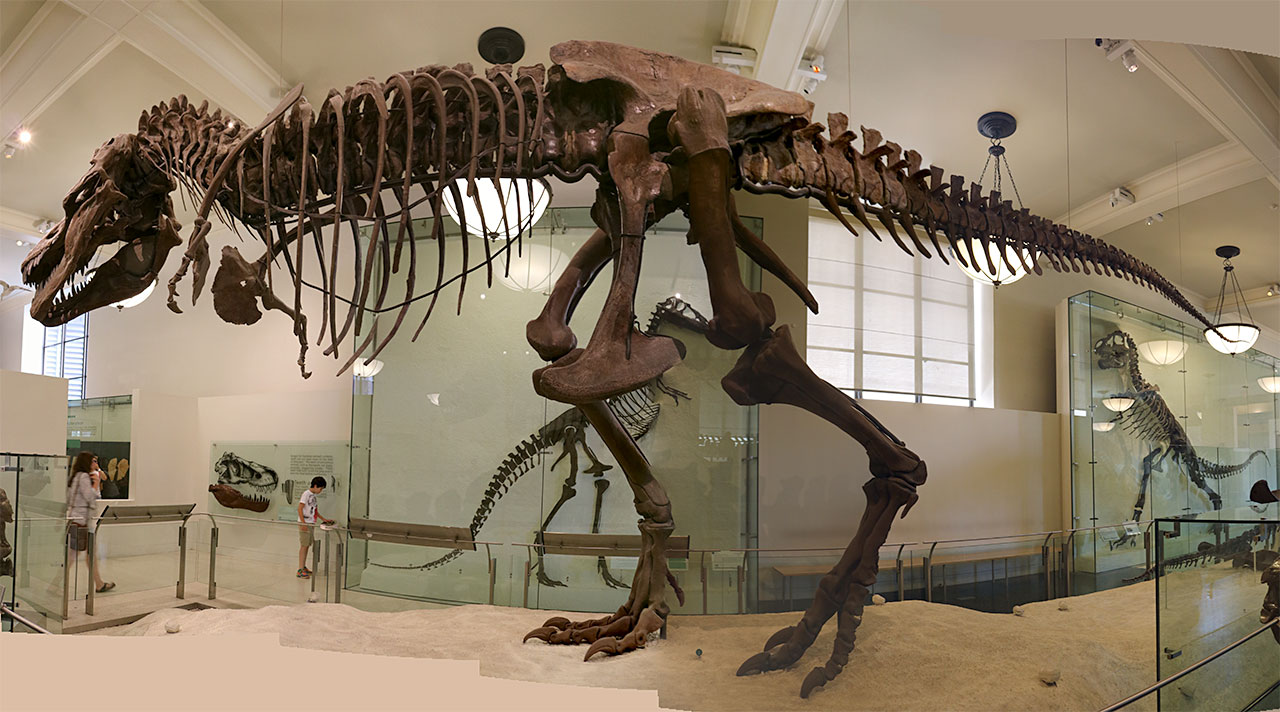 Facts About T Rex Fossils at Lea Warren blog