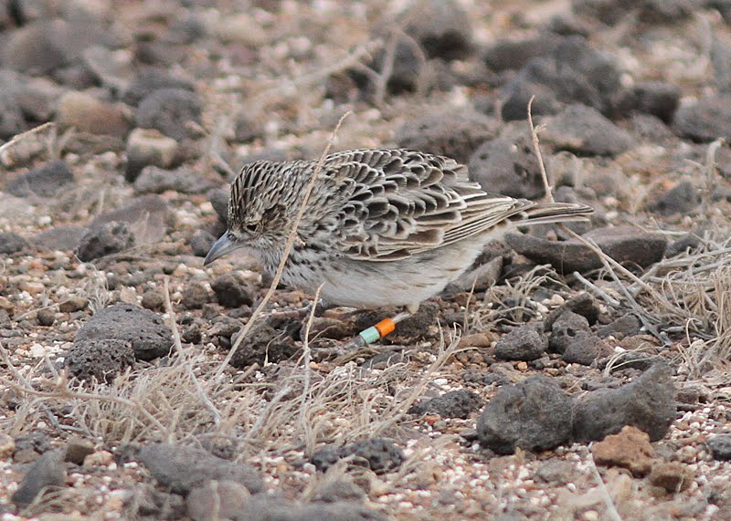 Birding the edge: Cabo Verde 2 - Raso Larks