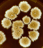 Trichophyton