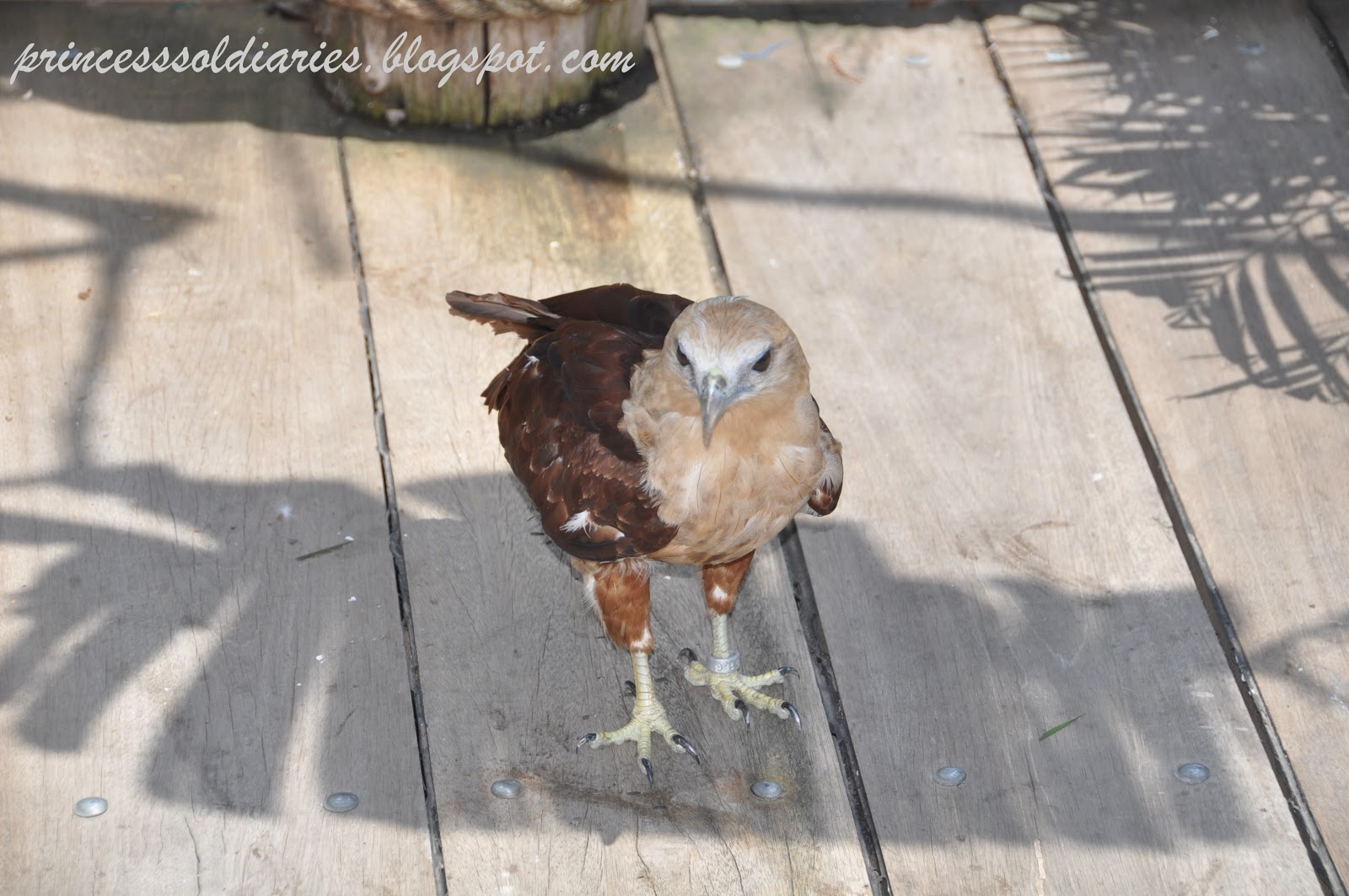 Princess Sol Diaries: Birds Of Prey Kingdom (Manila Ocean Park)