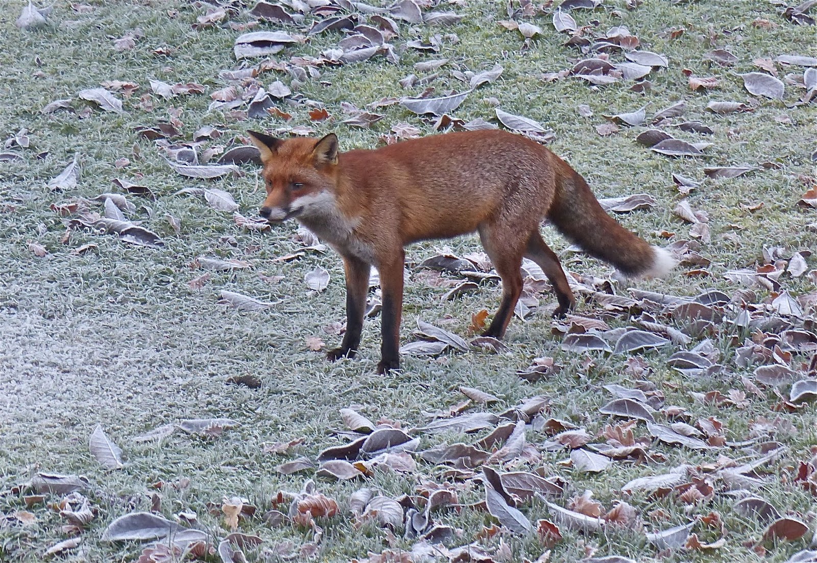 HUGH MILES - WILDLIFE ADVENTURES: AN ENGLISH COUNTRY GARDEN IN WINTER