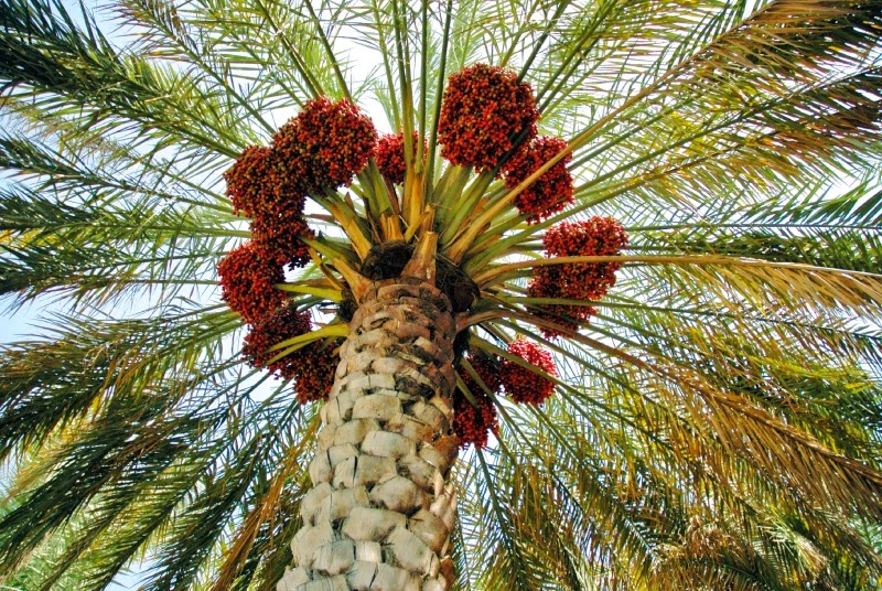 Dikke Sigi - Cooks: Dadels