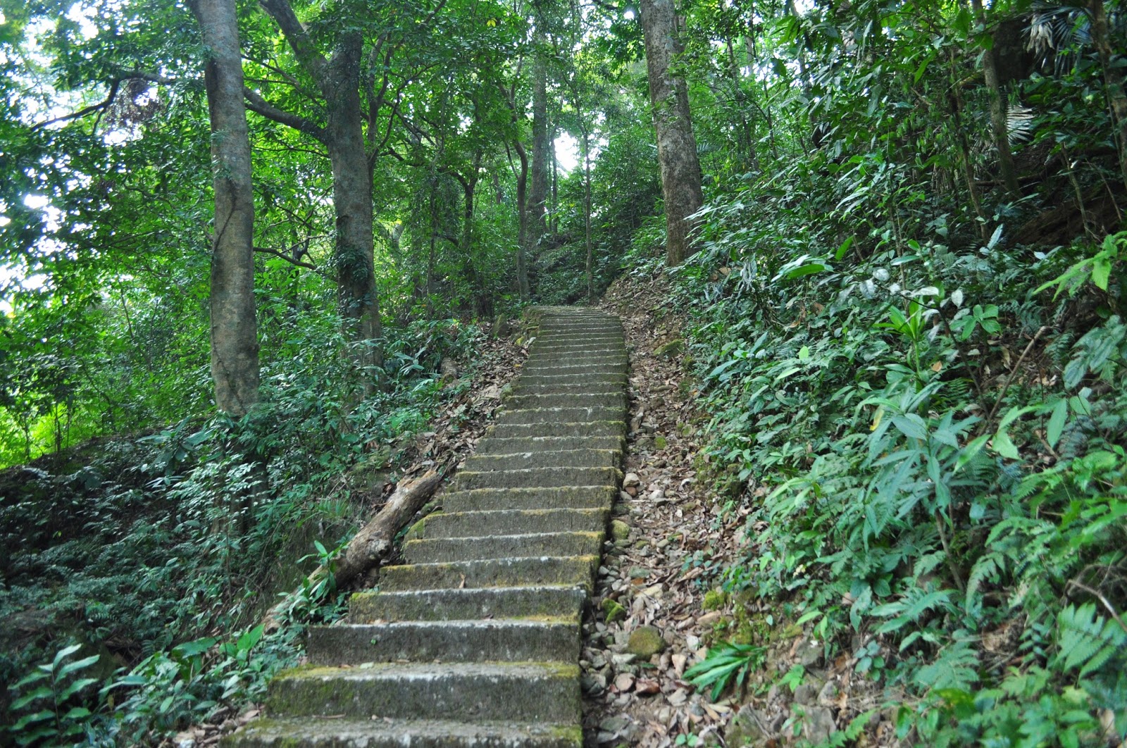 Road Less Travelled: Stunning Double Decker Living Root Bridge Photo Blog