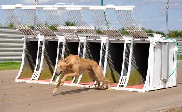 Diary of a canine convert: 2011