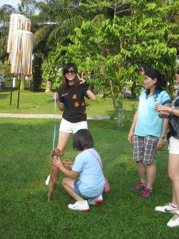 The Dog Walk-A-Thon Event At Bandar Utama Today | AnimalCare News ...