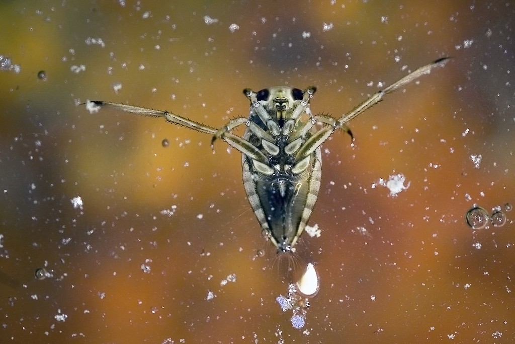 Invertebrados de Huesca: Notonecta sp (chinche acuática)
