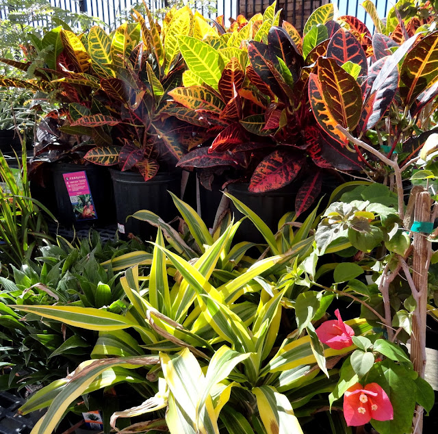 danger garden: I bought a plant at Walmart, do you still respect me?