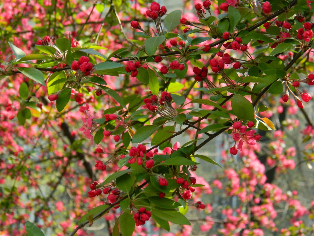 LA MULTI ANI, ROMANIA!: Crengi cu flori rosii