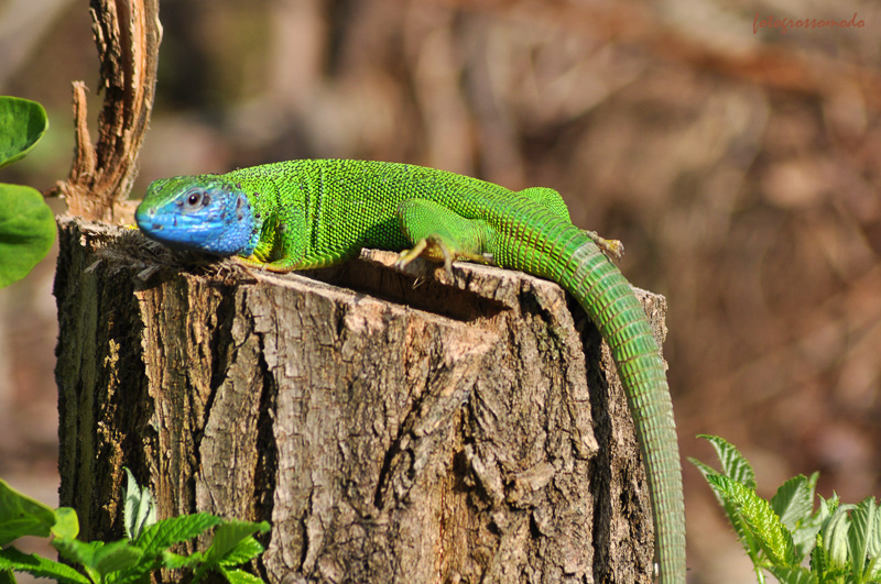 In linii mari: Gusterul - Lacerta viridis
