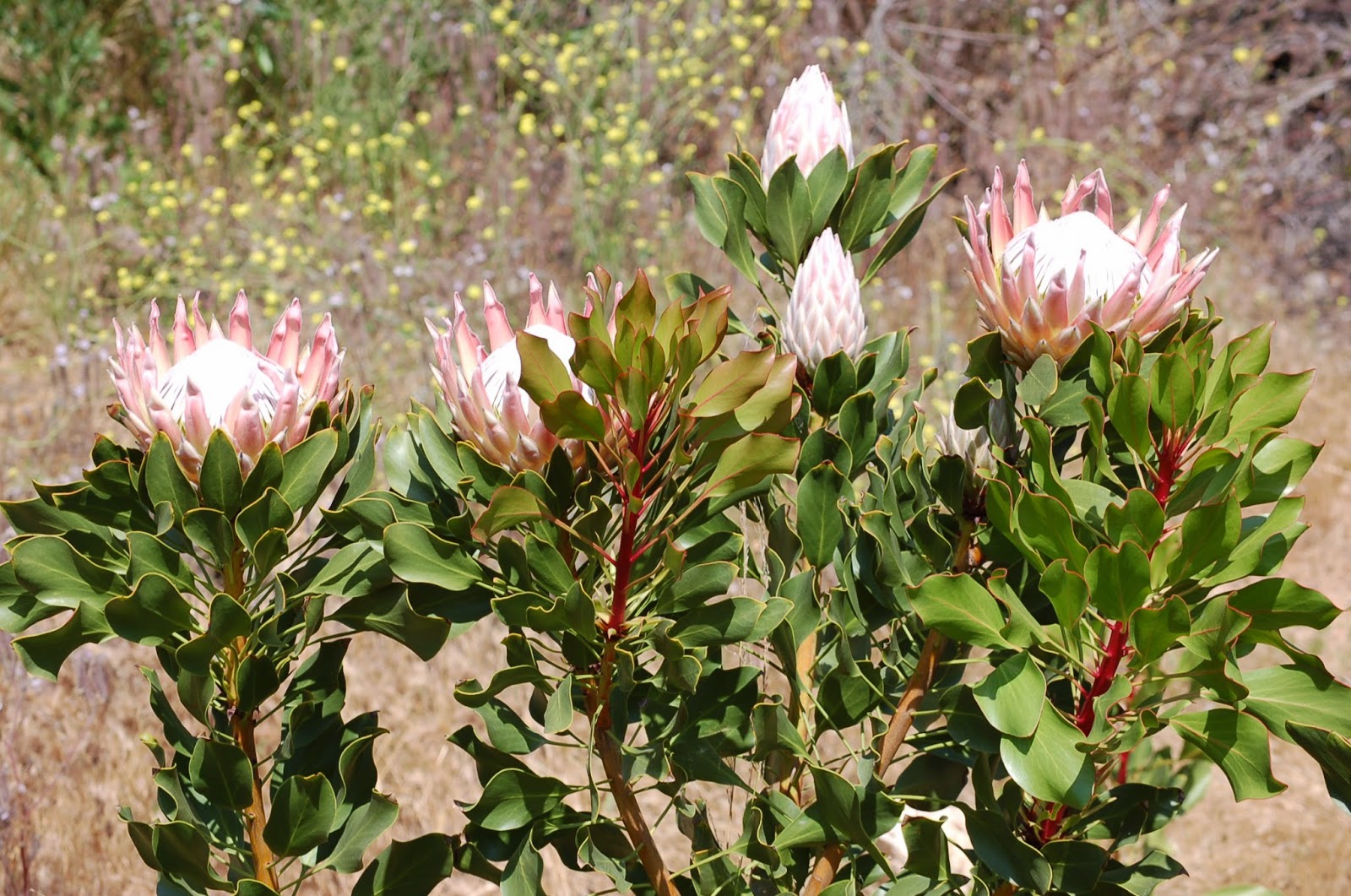 A Passion for Flowers: Fynbos: A Treasured Natural Heritage