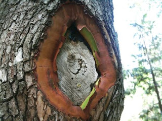 A Simple Explanation of Absolutely Everything: Toroids and Trees