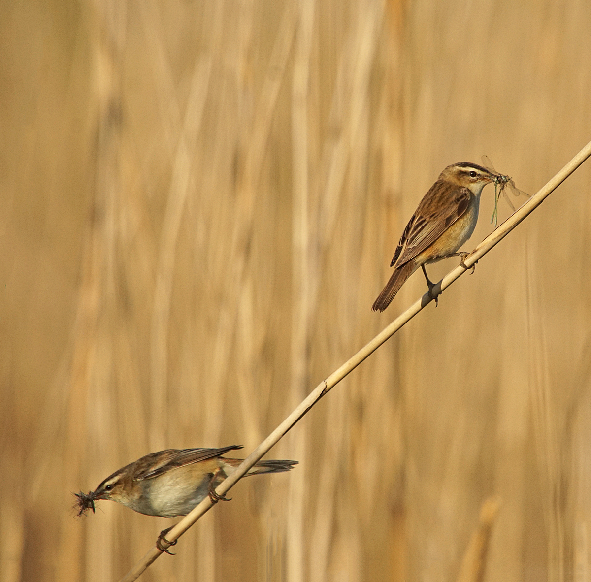 De wereld door mijn lenzen: Rietvogels
