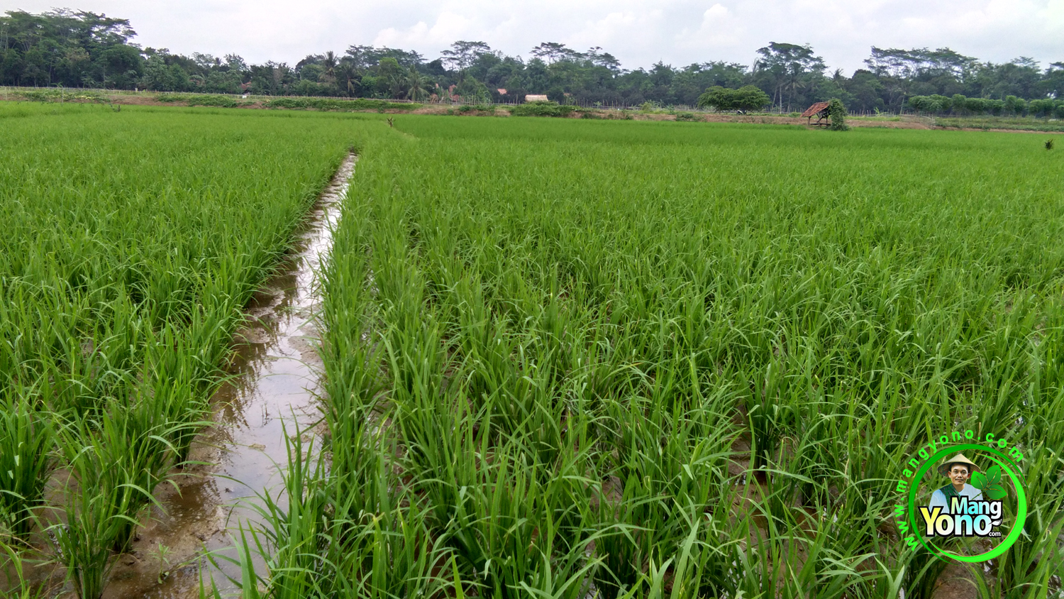 Tanaman Padi Cakrabuana 02 (CB02) Umur 27 HST di Sawah Rawa Cibandung ...