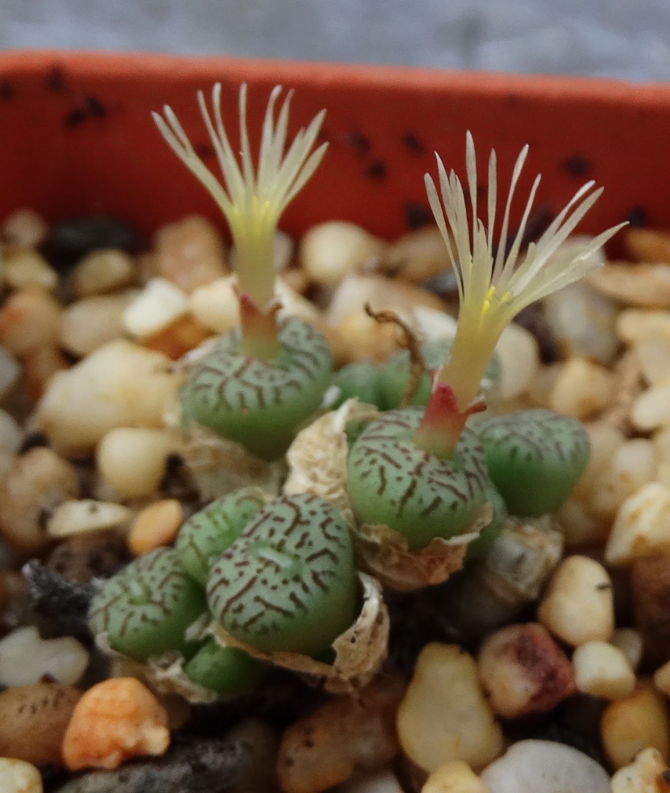 Succulent Sundae: CONOPHYTUM MINIMUM