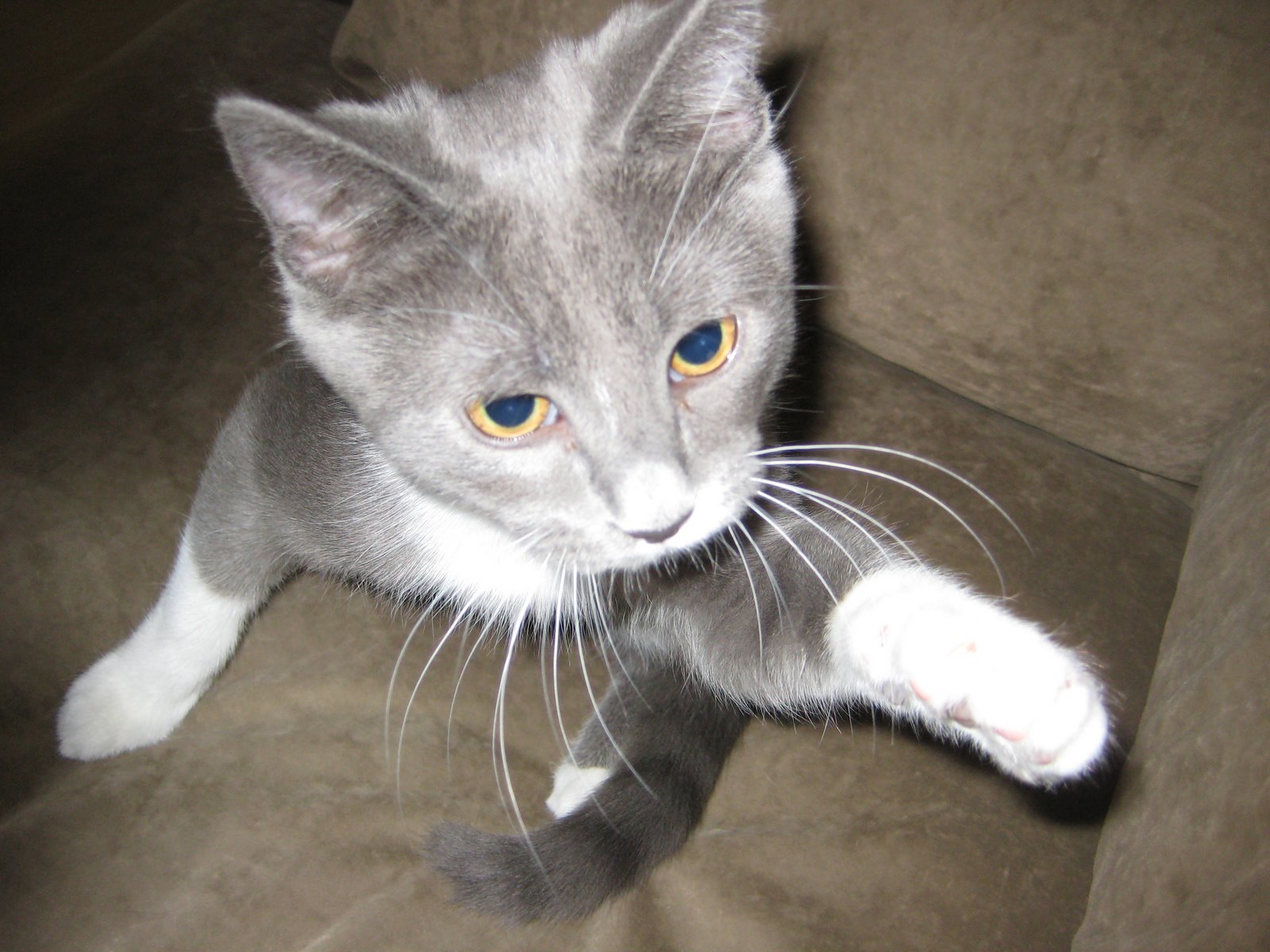 Picture of the Day - Evil Cat