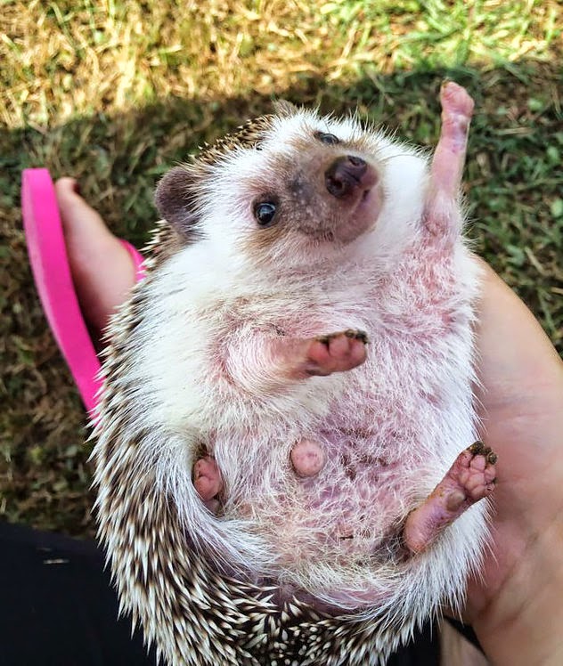 AFRIČKI PATULJASTI JEŽ-NEODOLJIVI KAO KUĆNI LJUBIMCI.