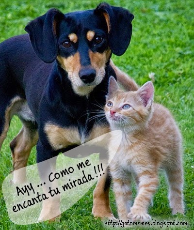 Memes De Perros Y Gatos: Amo A Mi Papi | Imágenes Y Memes De Gatos