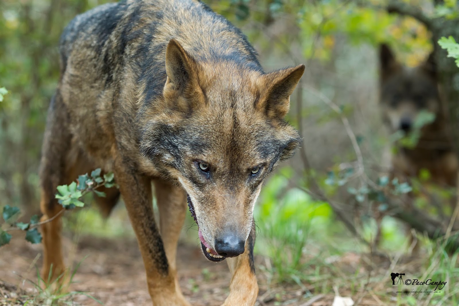 Campo y Fotografía: El Lobo Ibérico (Canis lupus signatus)