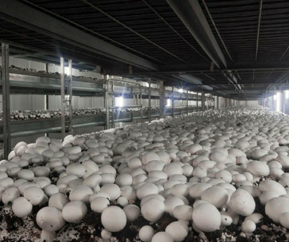 Arta Cultivarii Ciupercilor: Miceliu Italspawn