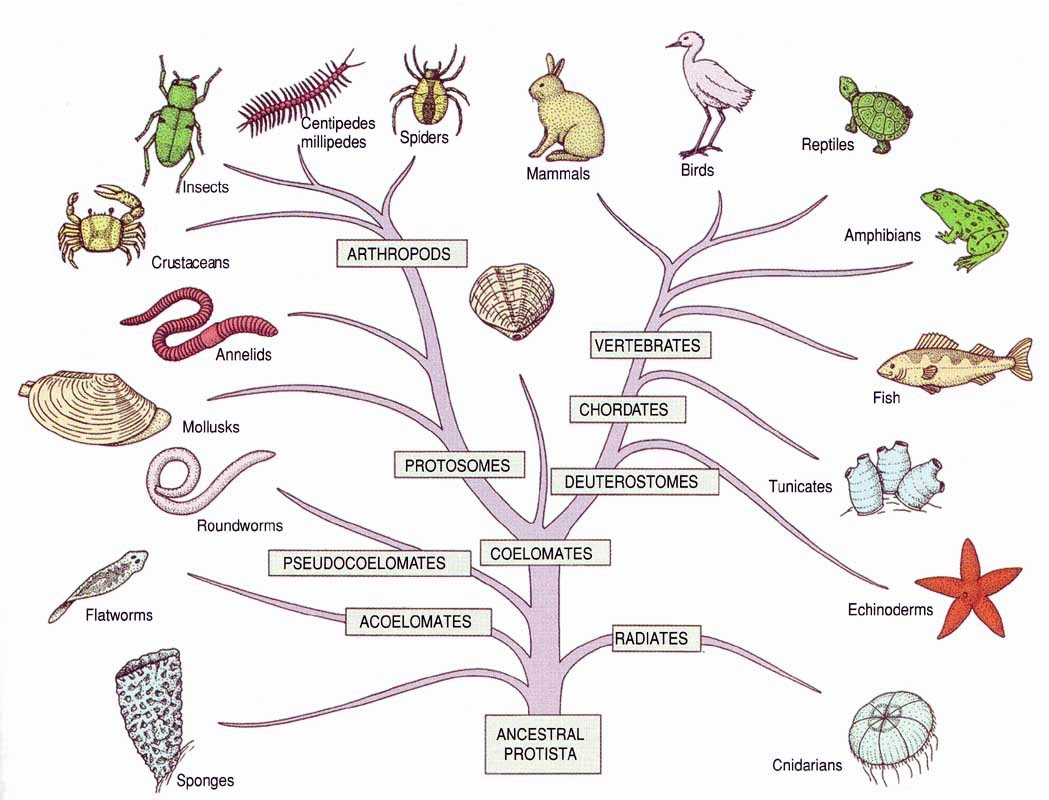 blog de aula de biología V01: clasificacion de los reinos
