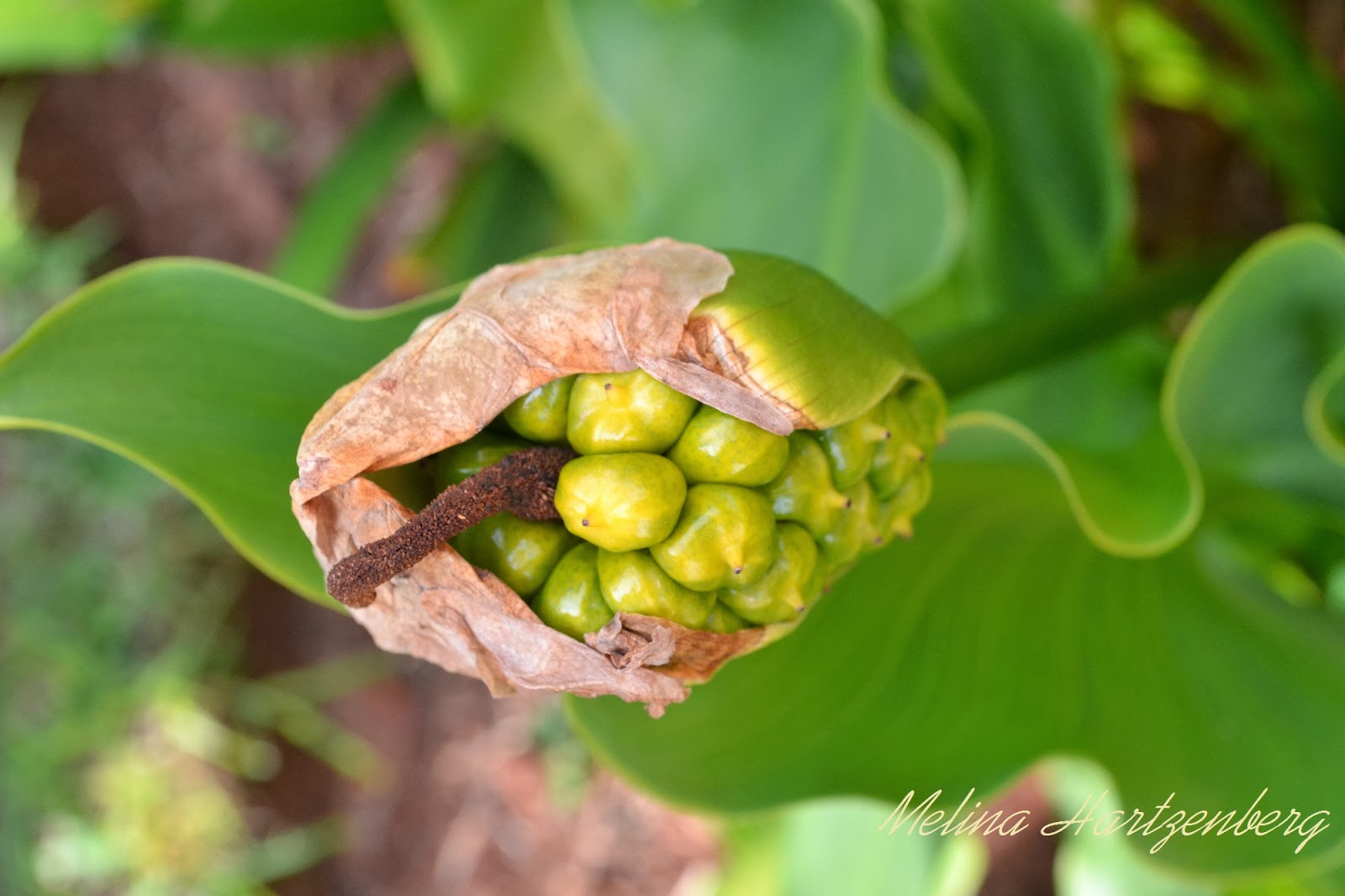 livingplantworld: January 2014