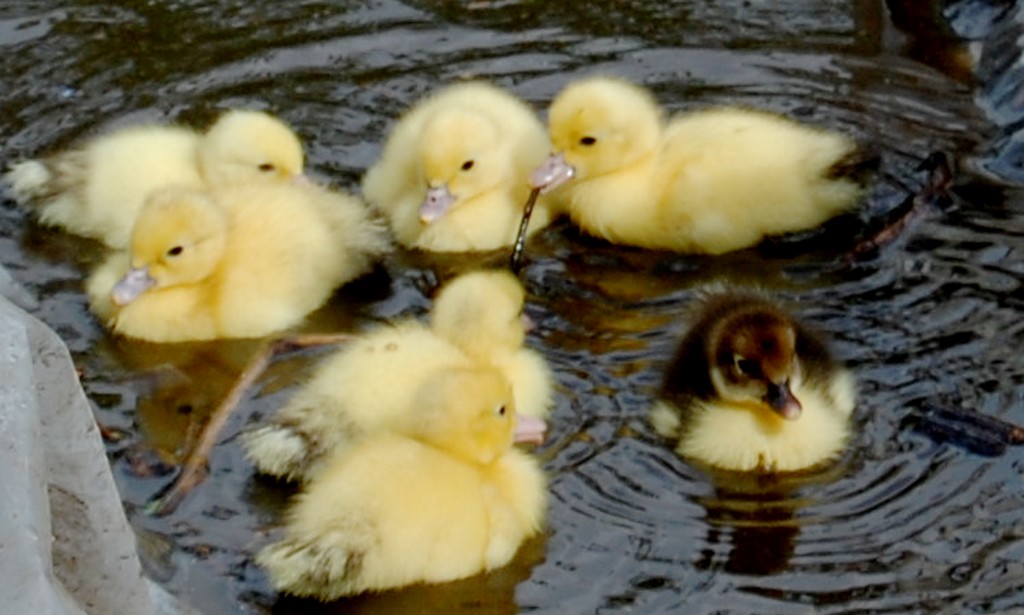 le jardin de nanny en 2011: Canetons de Barbarie