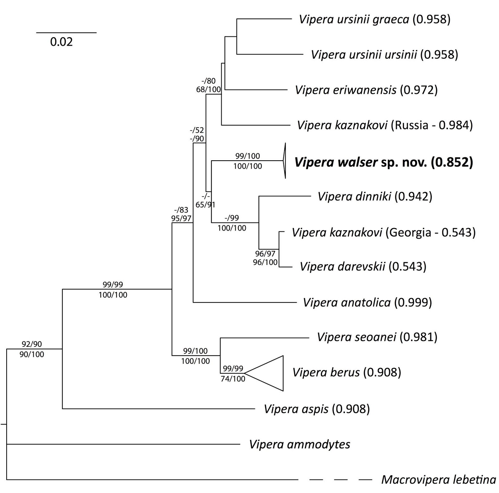 Stuart Marsden's Conservation Research Group: A new Viper for Europe ...