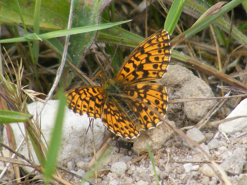 Days on the Claise: Violet Fritillary butterfly - a photo series