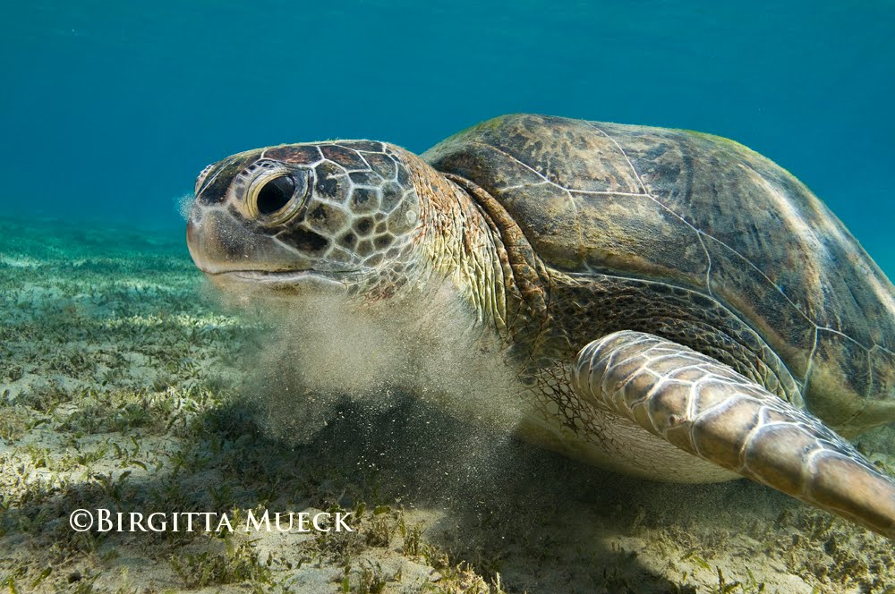Film Photo Adventure: Dugong, the mystical mermaid...