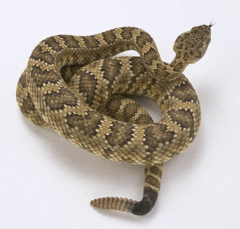 Sotto il segno di Orfeo: I serpenti