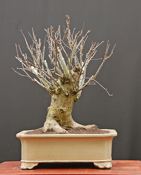 Walter Pall Bonsai Adventures: Big rowan is presentable for the first time