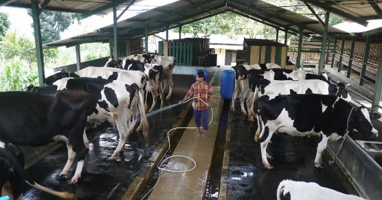 Inspirasi 35+ Kandang Sapi Rumahan