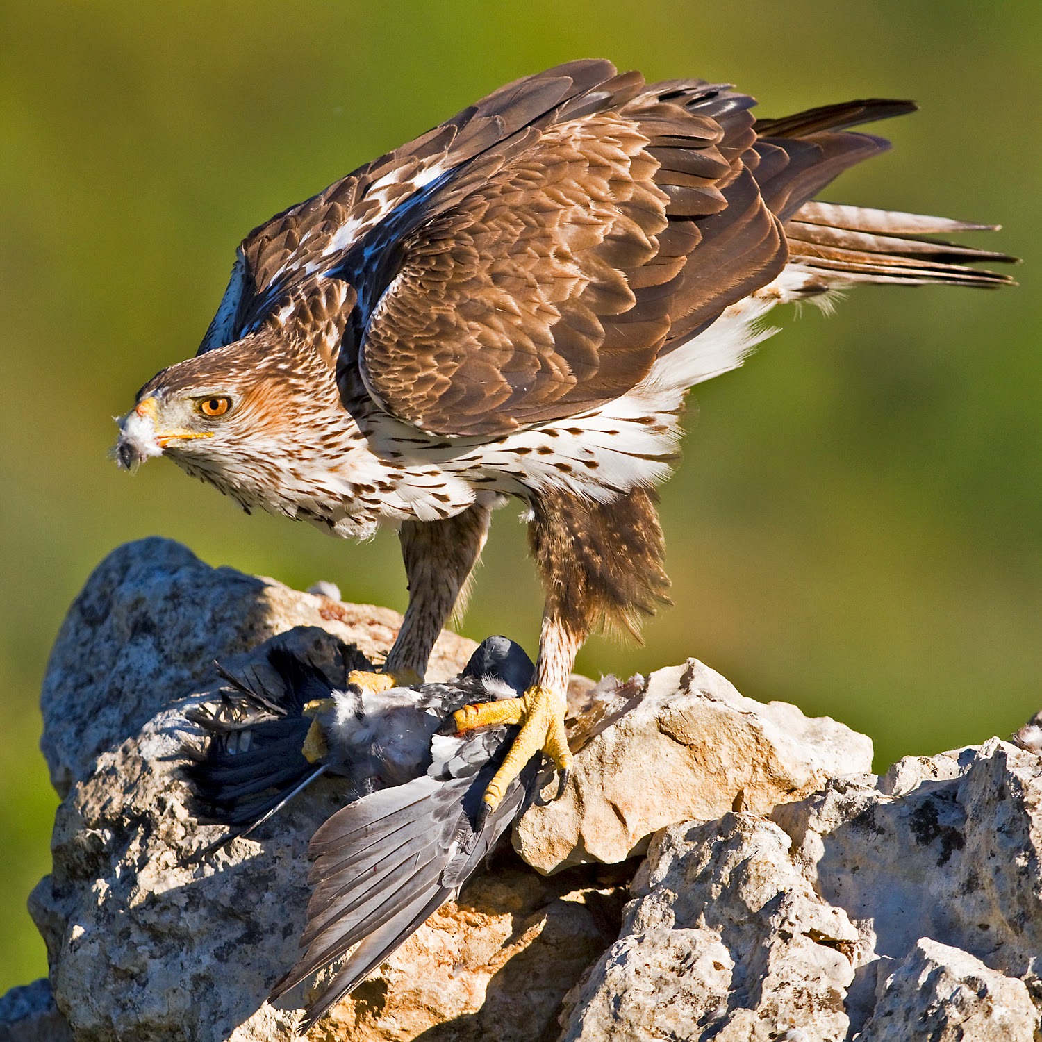 PETER'S PORTFOLIO..............Bird & Wildlife Photography: Bonelli's Eagle