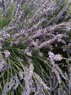 Alicia Sheehy, Author: Love Signs: Kuna Lavender Festival Sampler