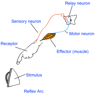 BIO 156, Fall 2015: Week 9. Nervous System Lab.