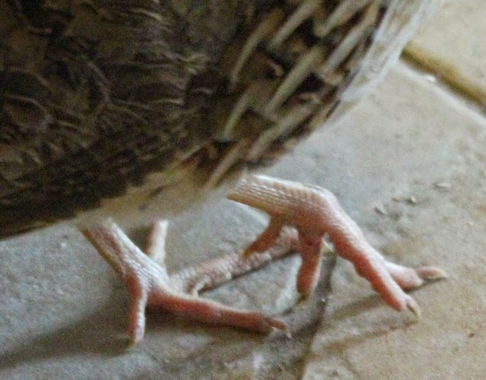 Treating an injured quail - Nutritional support for sprains, strains ...