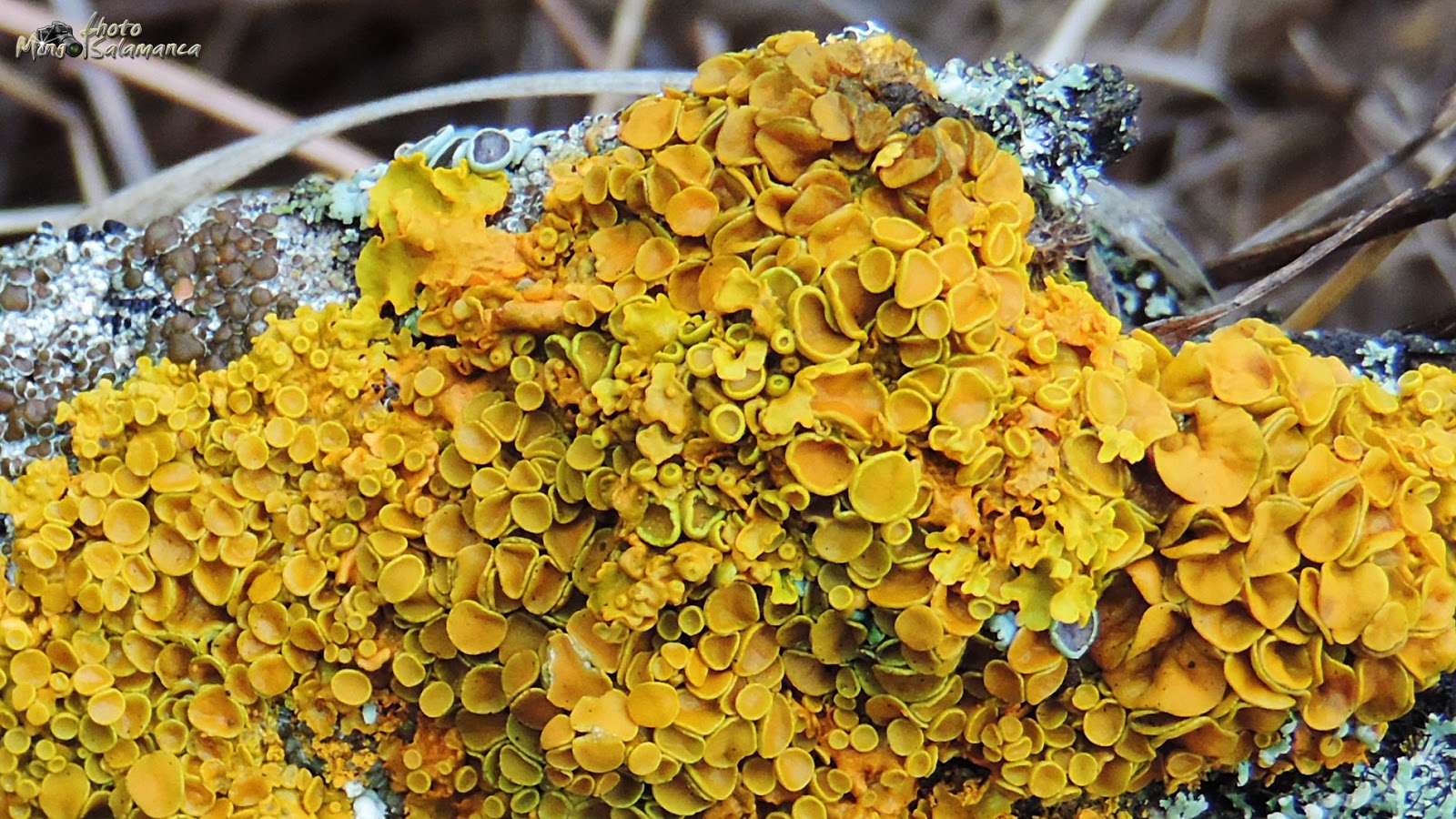 NaturAranjuez: Xanthoria parietina