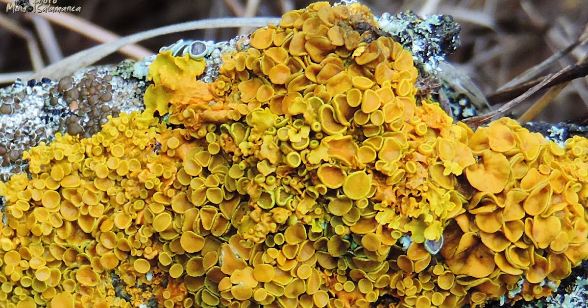NaturAranjuez: Xanthoria parietina